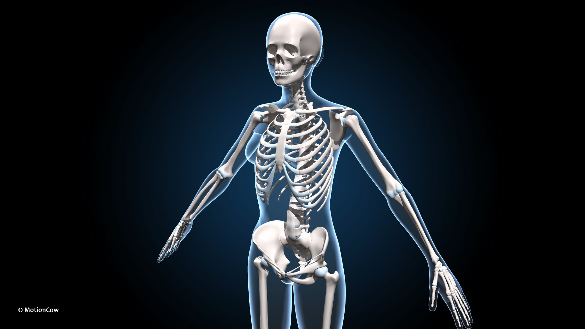 3D Model Female Skeleton - Rigged - TurboSquid 2022150