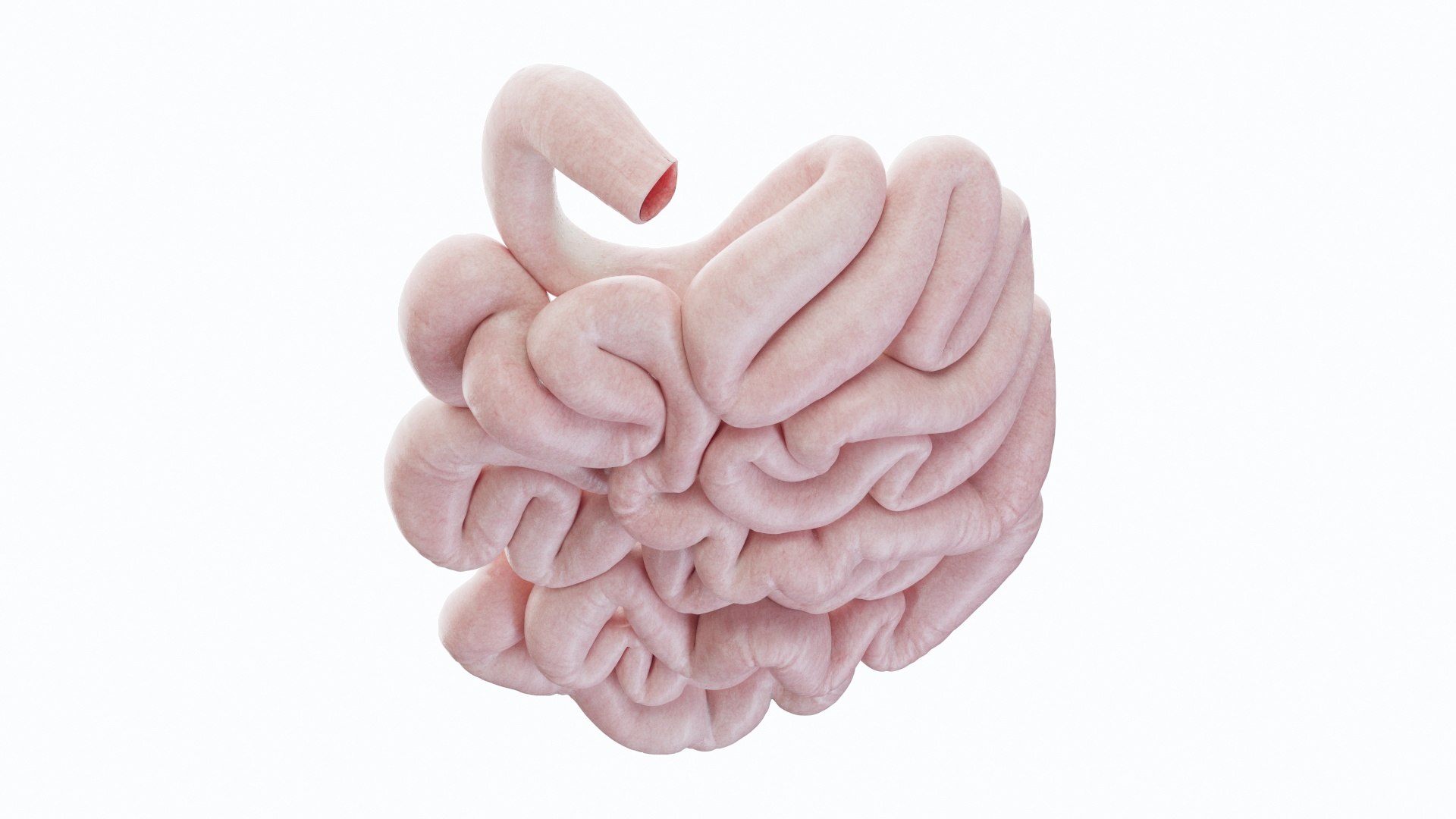 3D Small Intestine - TurboSquid 2200656