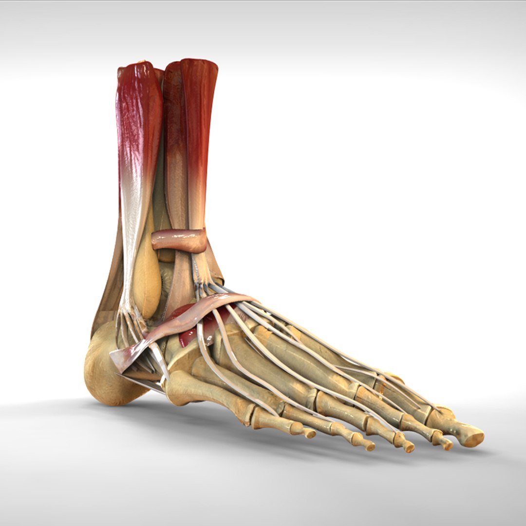 Human Male Foot Bone 3d Max