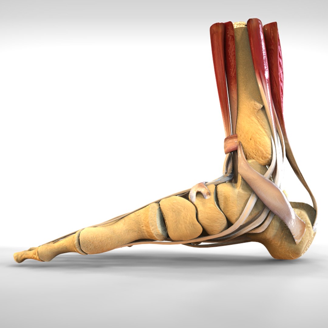 Human Male Foot Bone 3d Max