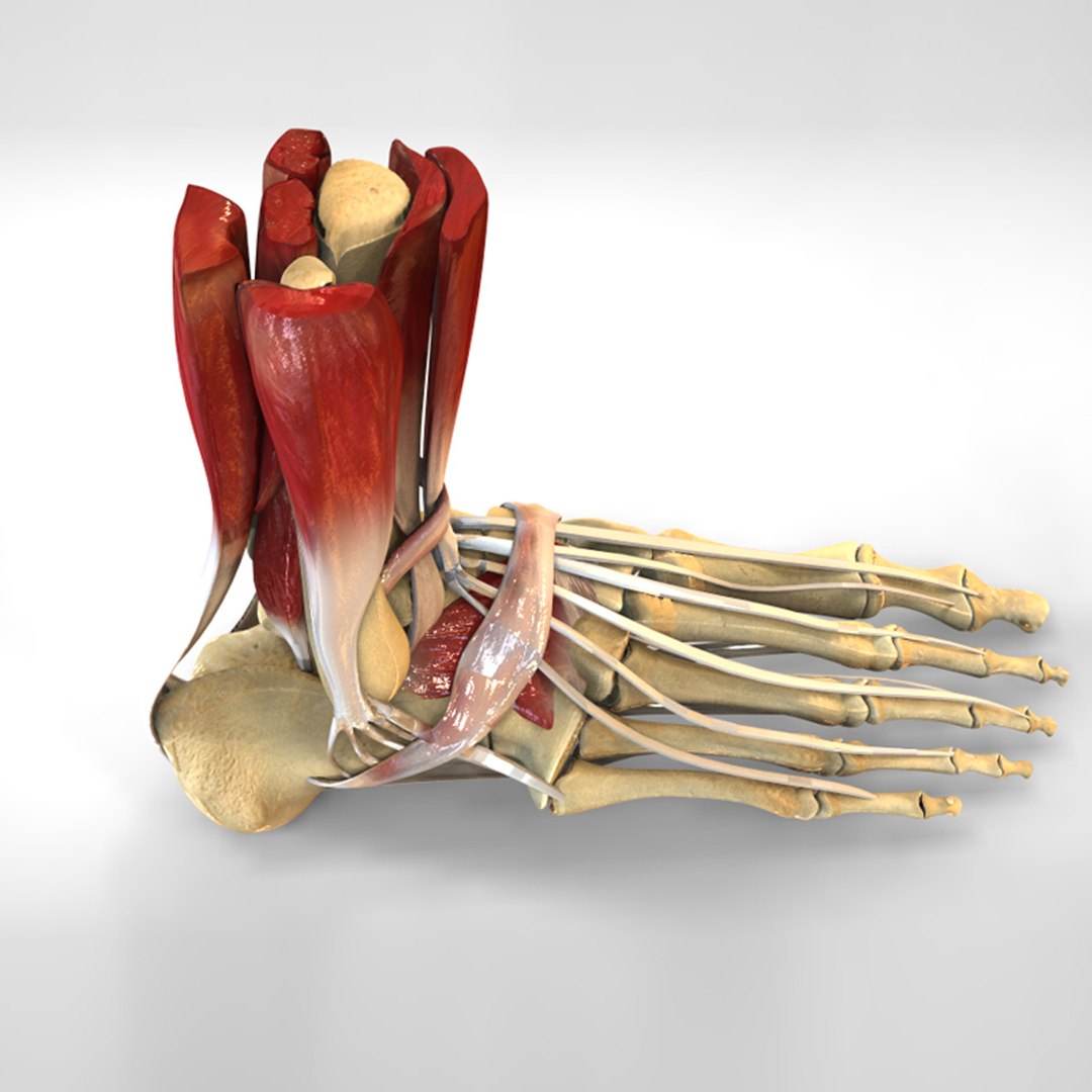 Human Male Foot Bone 3d Max