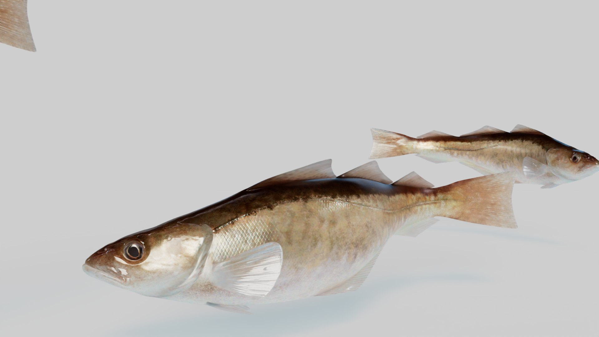 3D Pollock Animated - TurboSquid 2353008