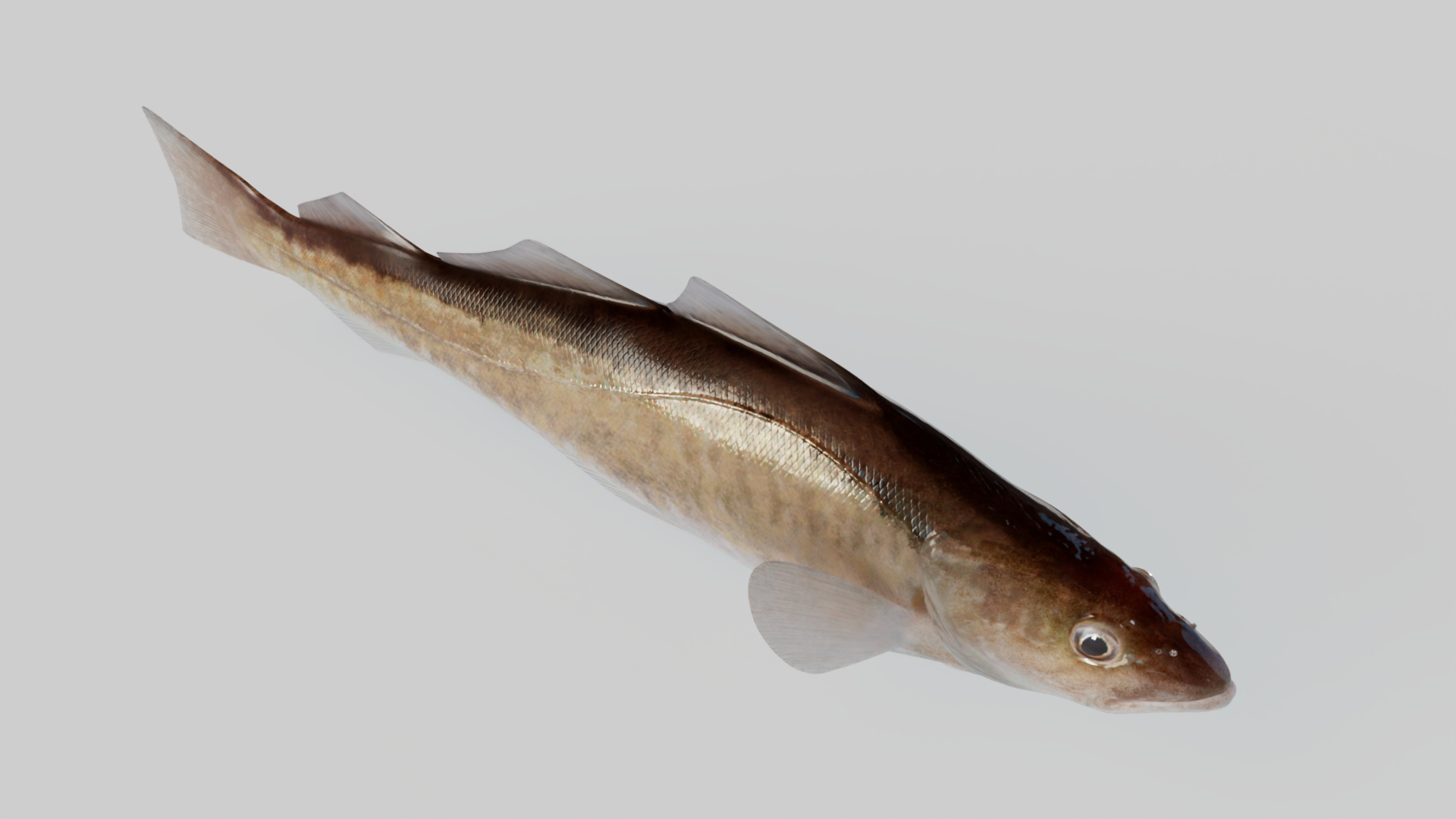 3D Pollock Animated - TurboSquid 2353008