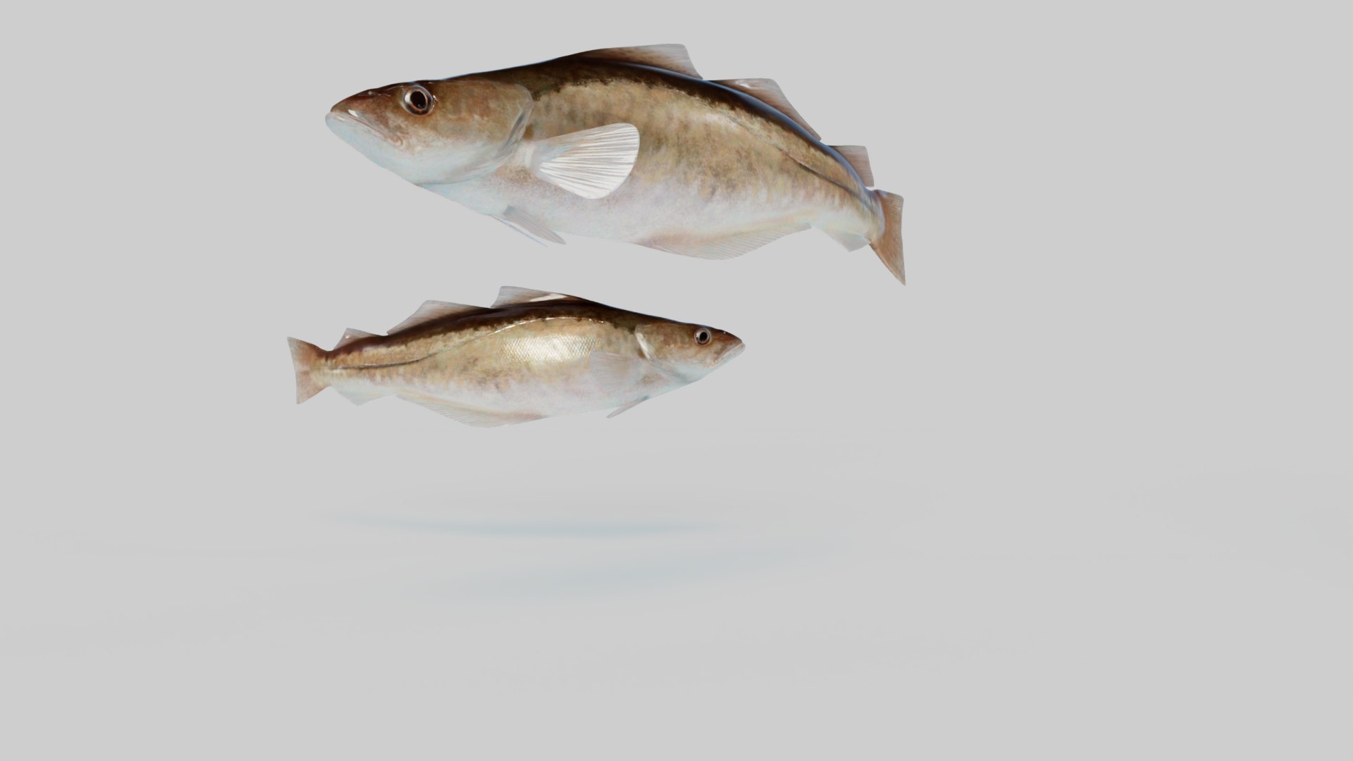 3D Pollock Animated - TurboSquid 2353008