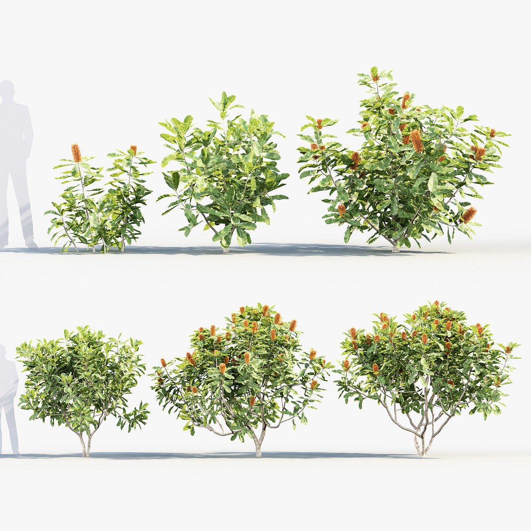 3D Banksia Robur Swamp Banksia - TurboSquid 2054842