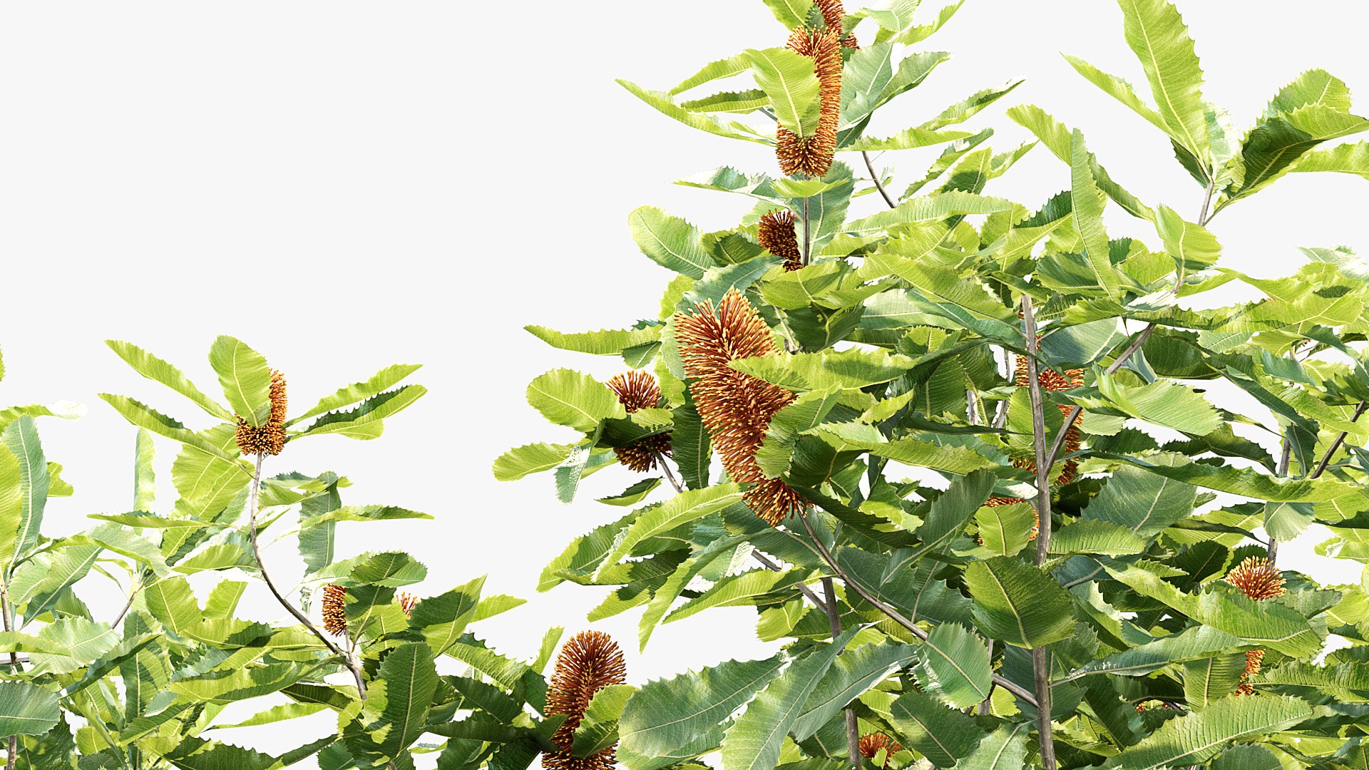 3D Banksia Robur Swamp Banksia - TurboSquid 2054842