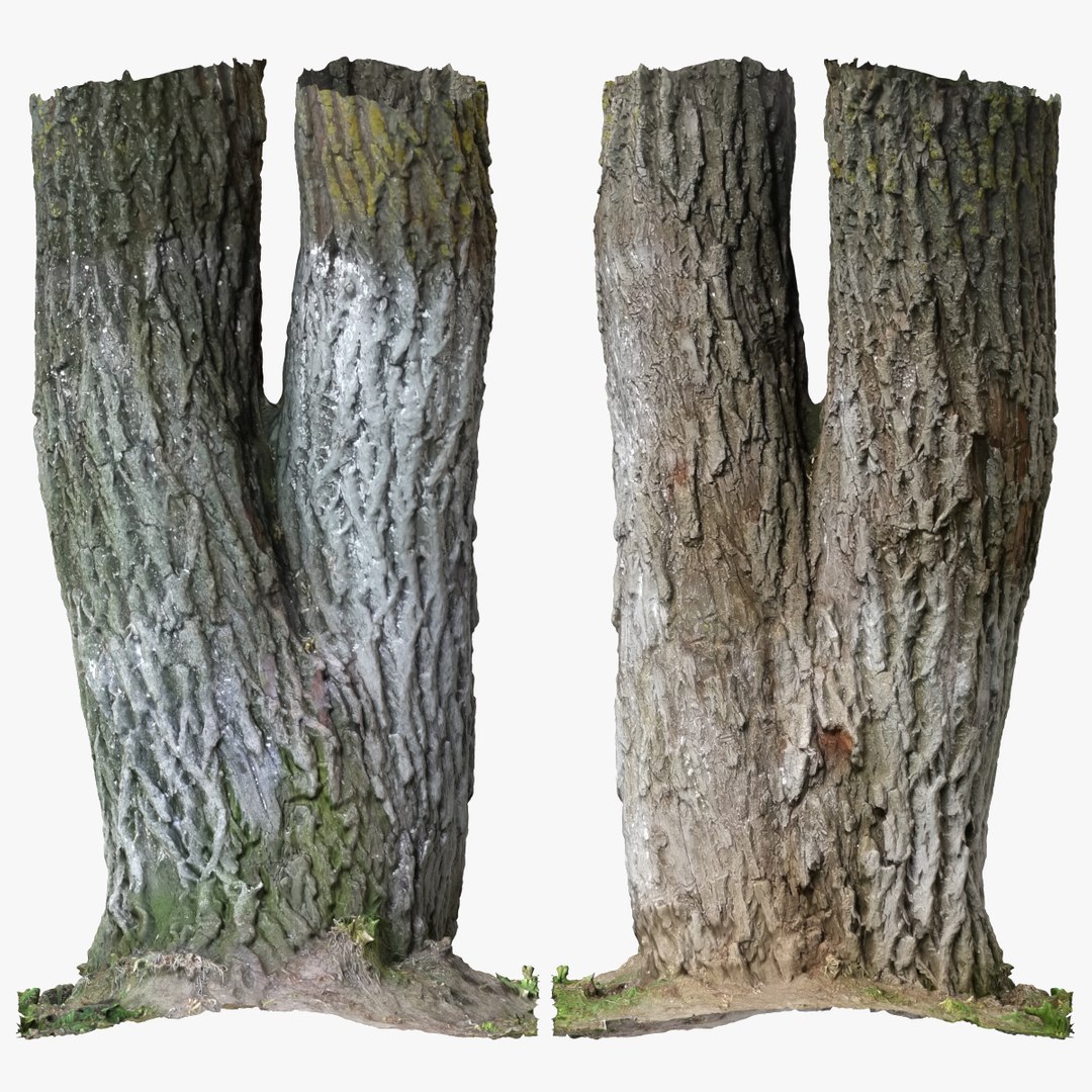 3D Willow Trunk model - TurboSquid 1916089