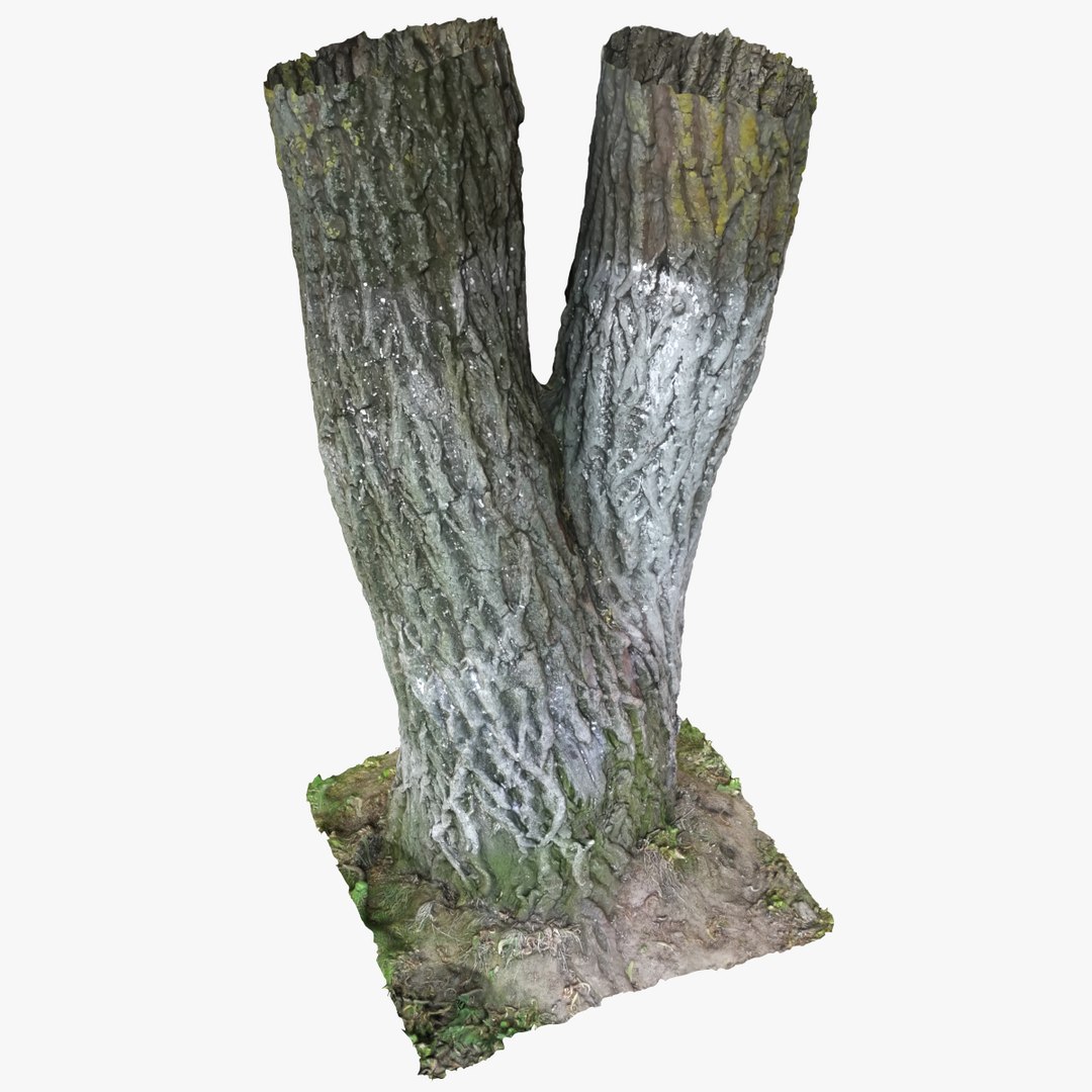 3D Willow Trunk Model - TurboSquid 1916089