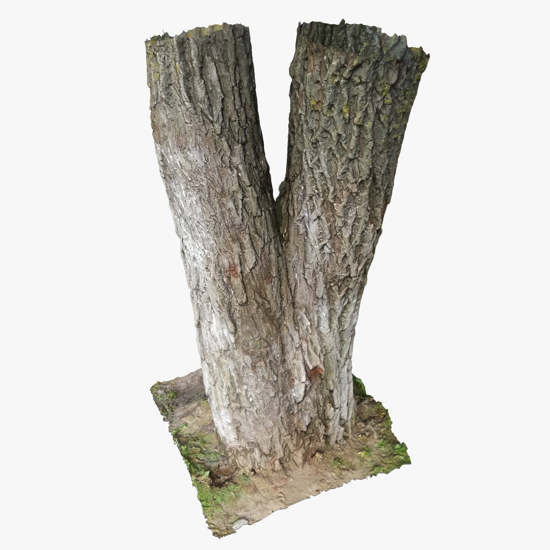 3D Willow Trunk Model - TurboSquid 1916089
