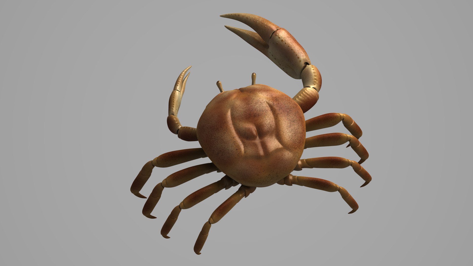Animate 3D - TurboSquid 1174560
