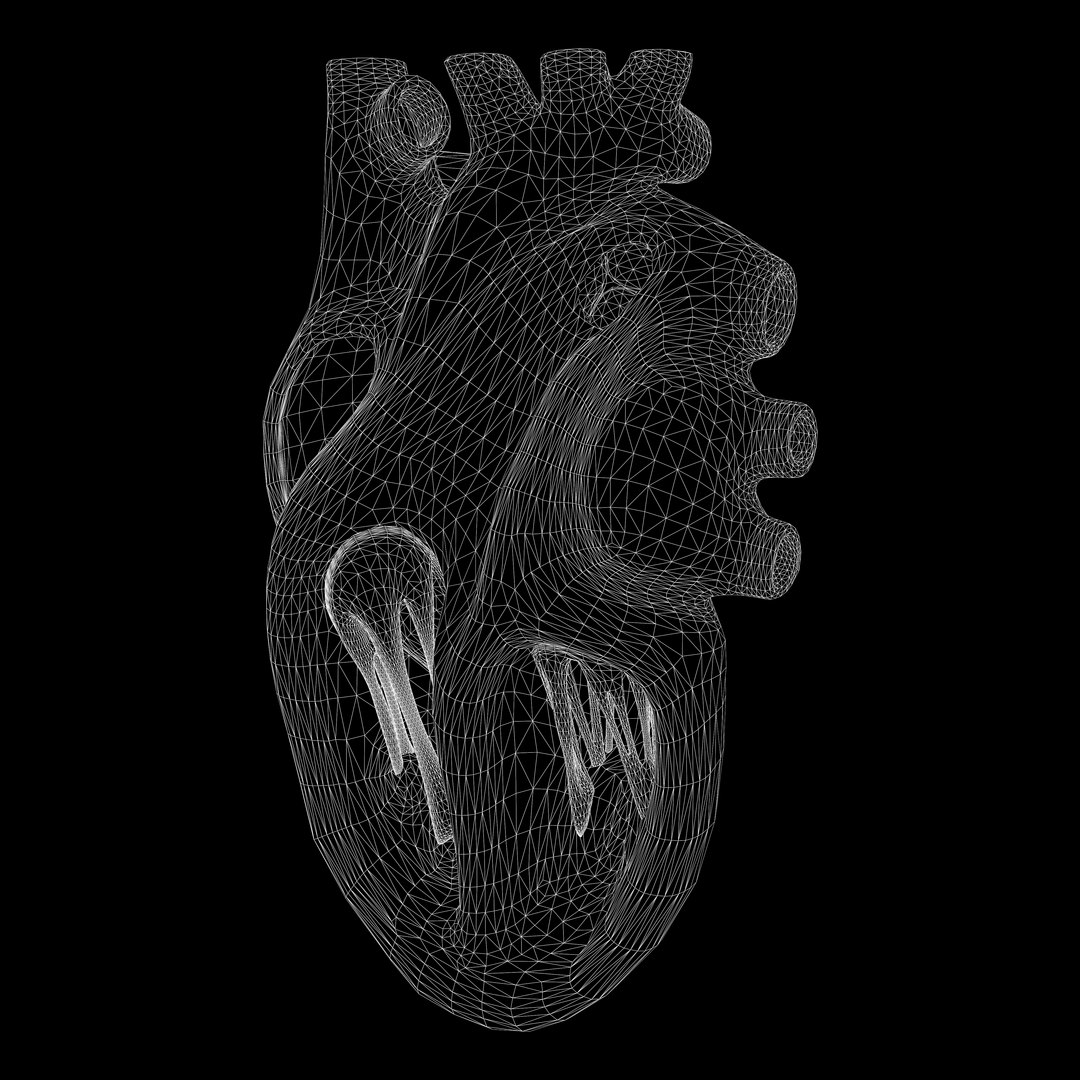 Modeled Human Heart Section 3D Model - TurboSquid 1657004