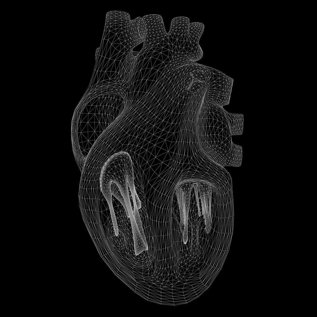 Modeled Human Heart Section 3D Model - TurboSquid 1657004