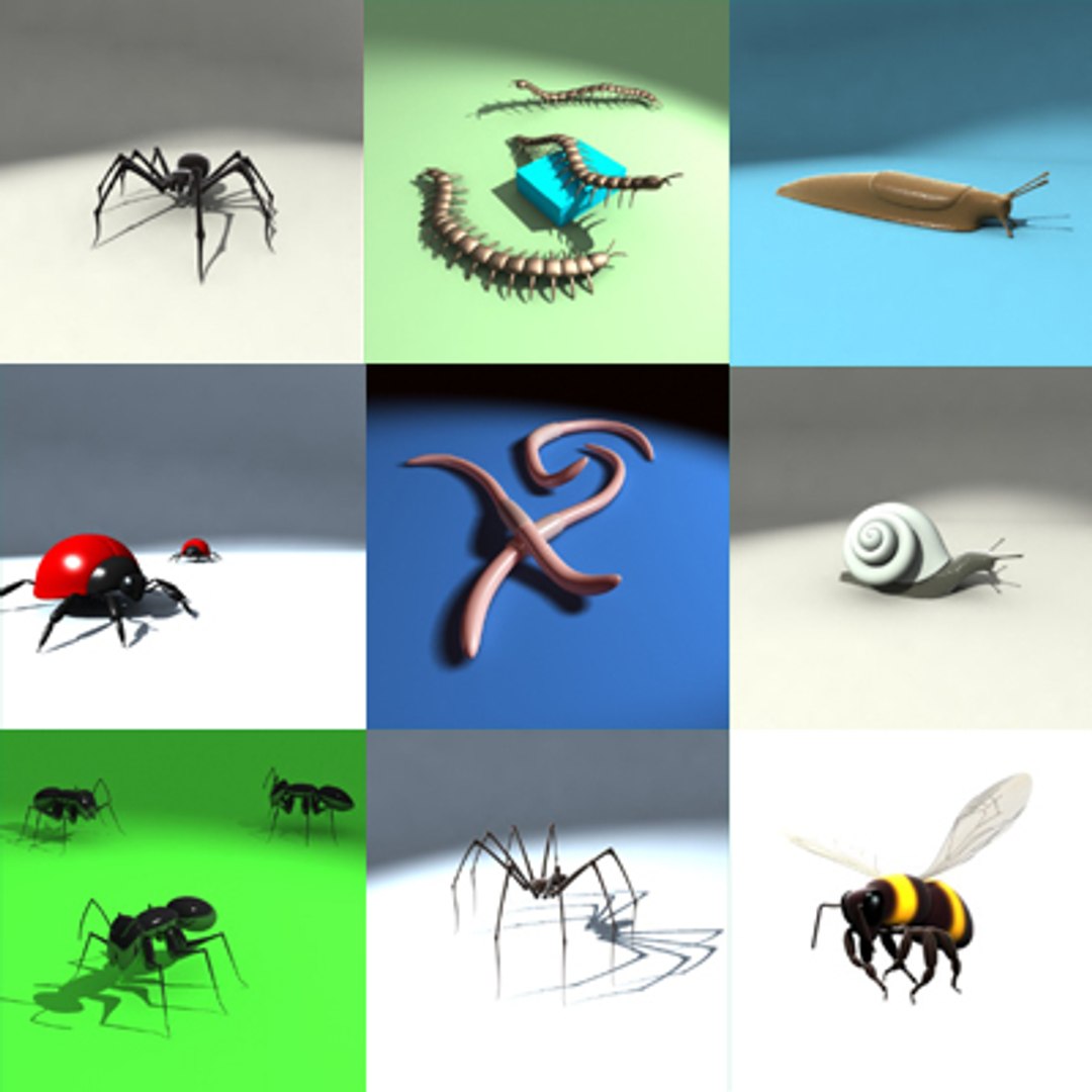 Spider Insect 3d Model