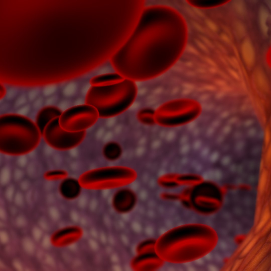 3d model dynamic blood vessel