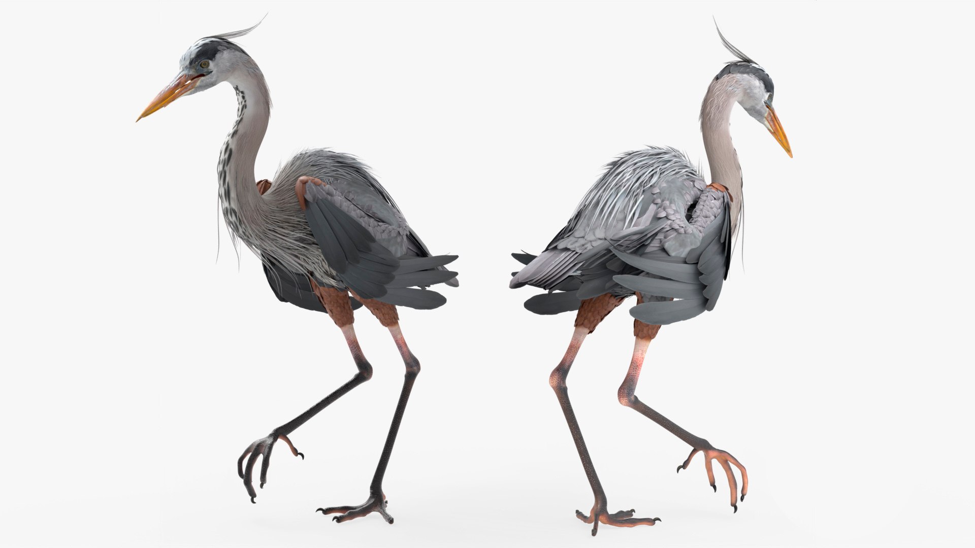Realistic Great Blue Heron Animated Rigged For Blender Model ...