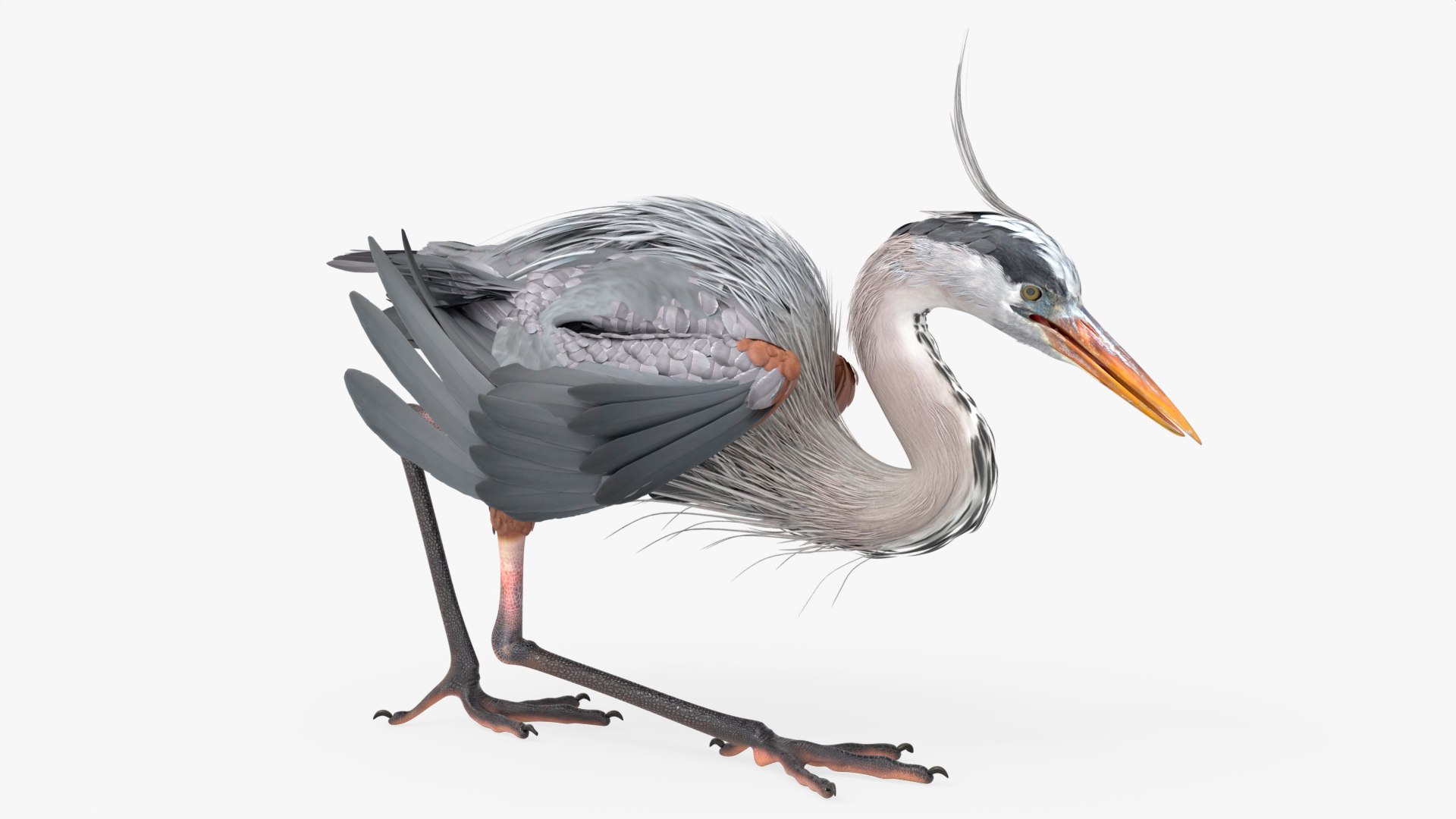 Realistic Great Blue Heron Animated Rigged For Blender Model ...