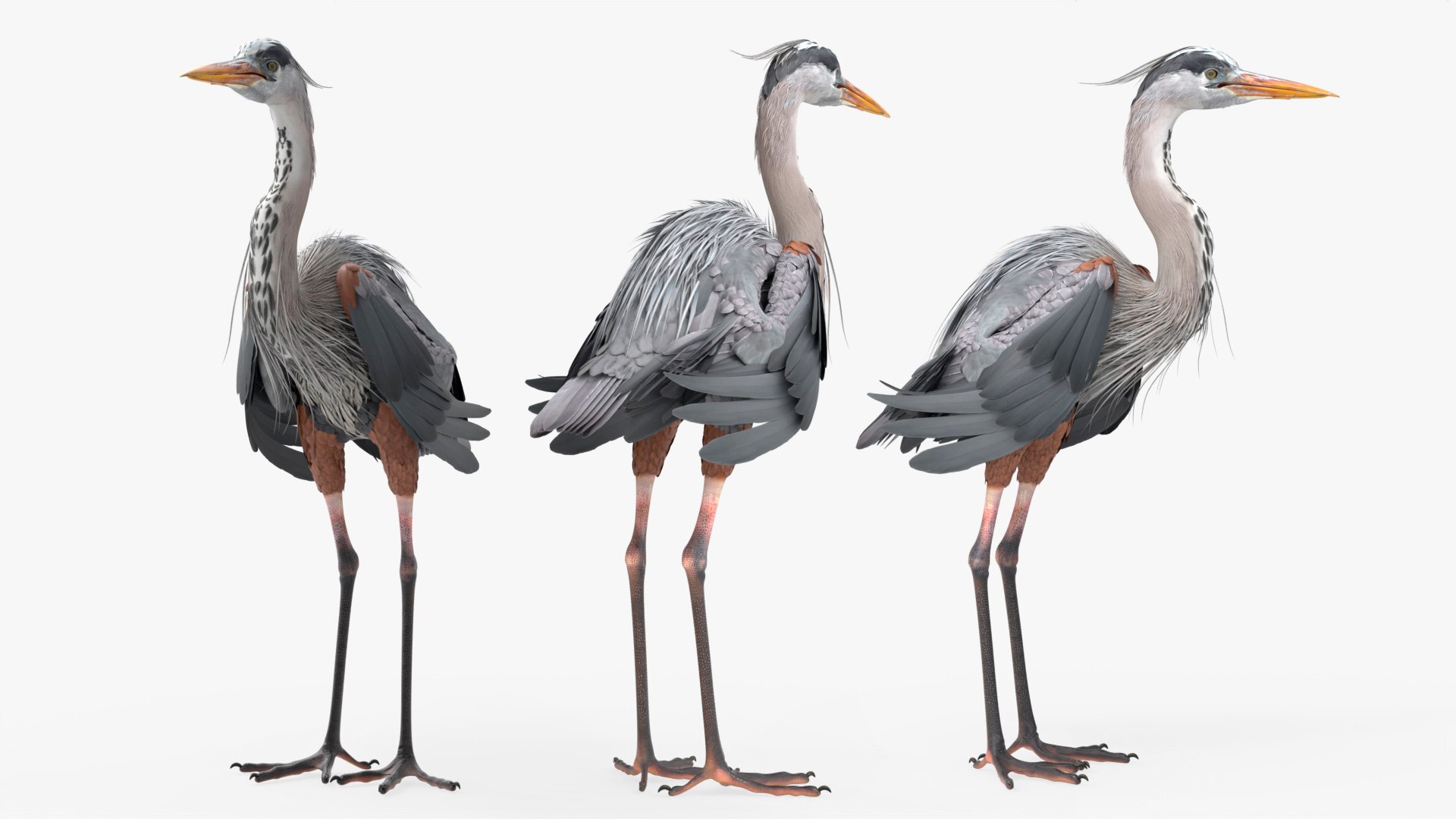 Realistic Great Blue Heron Animated Rigged For Blender Model ...