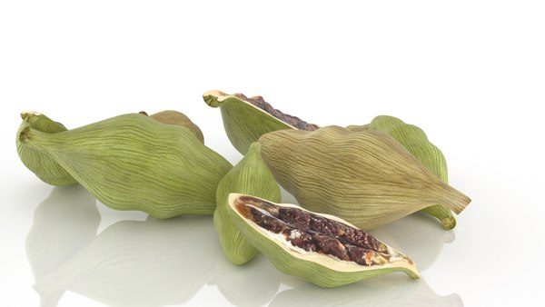 3D cardamom spice plants tree model - TurboSquid 1381209