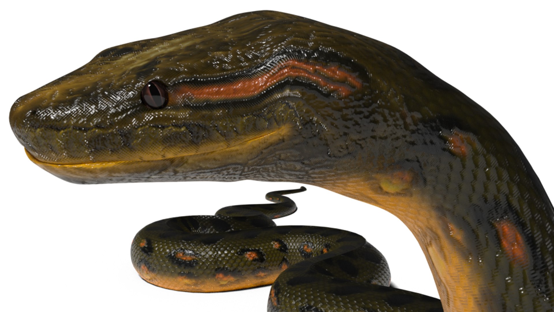 3D Anaconda Snake - TurboSquid 1632087