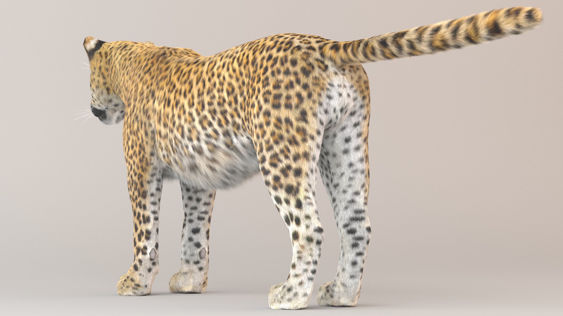3D Vary Tiger Fur Model - TurboSquid 1440285