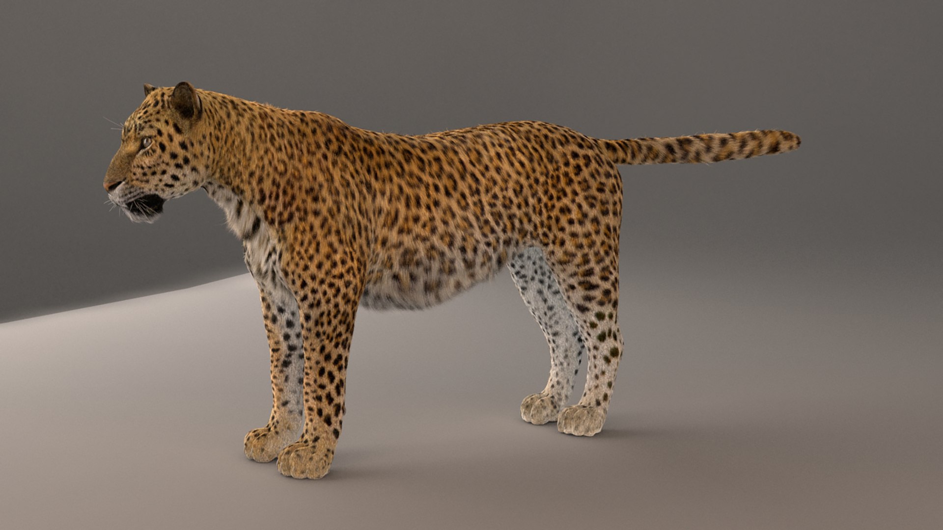3D Vary Tiger Fur Model - TurboSquid 1440285