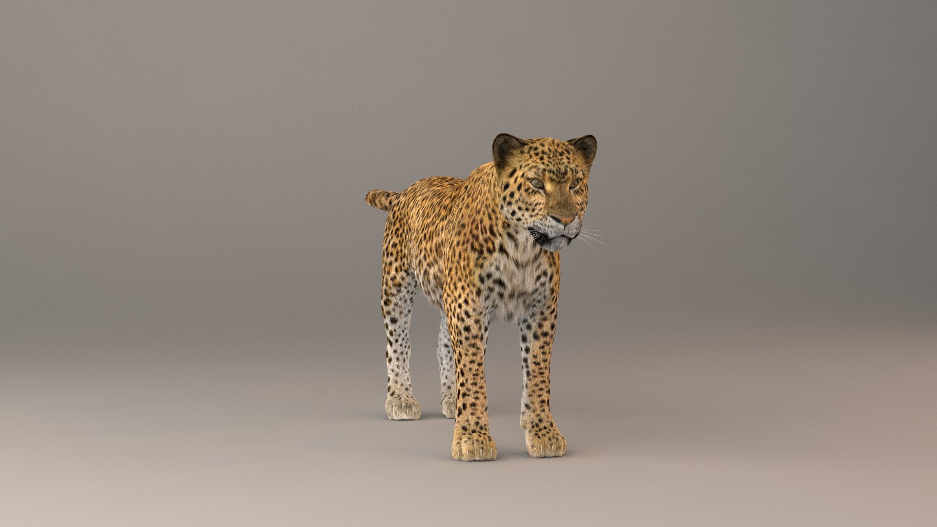 3D Vary Tiger Fur Model - TurboSquid 1440285