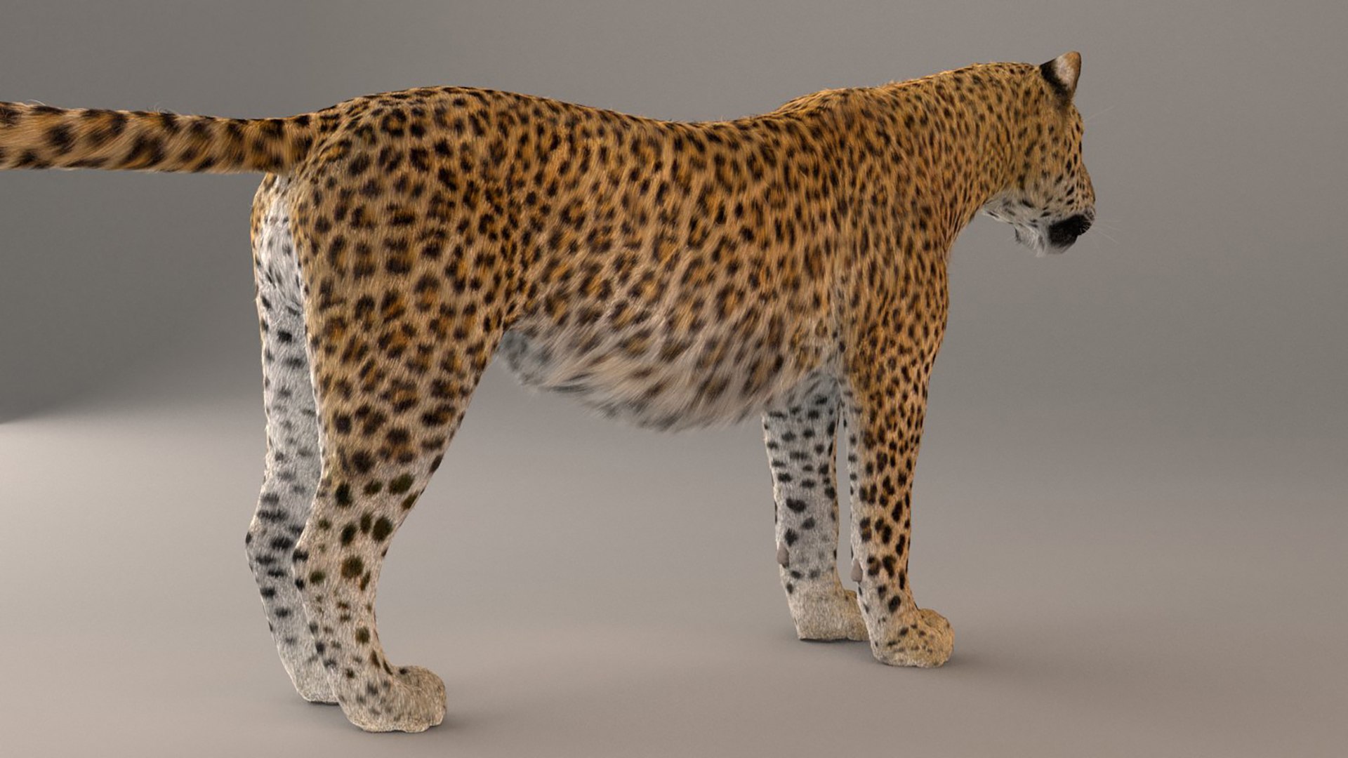 3D Vary Tiger Fur Model - TurboSquid 1440285