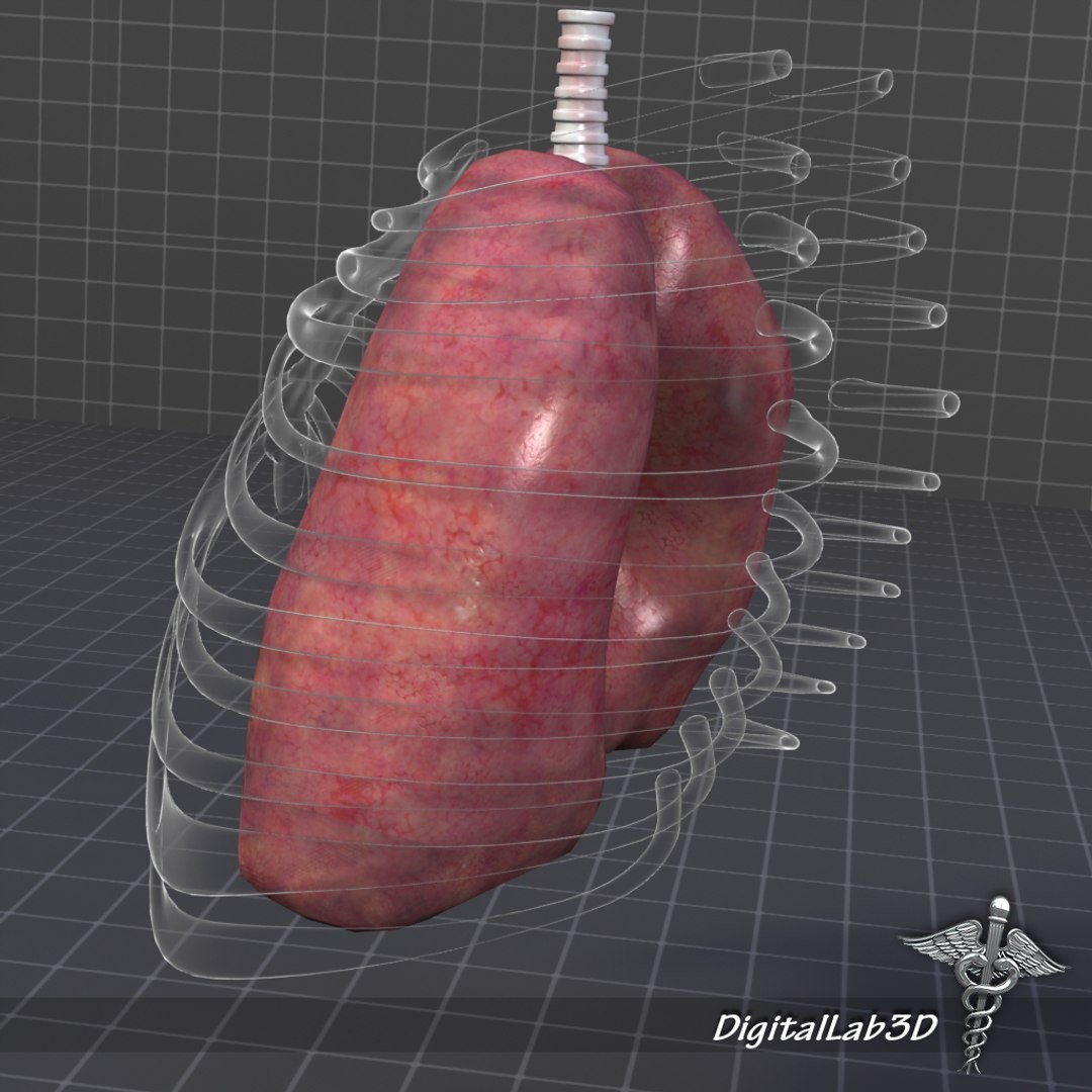 3d human lungs external
