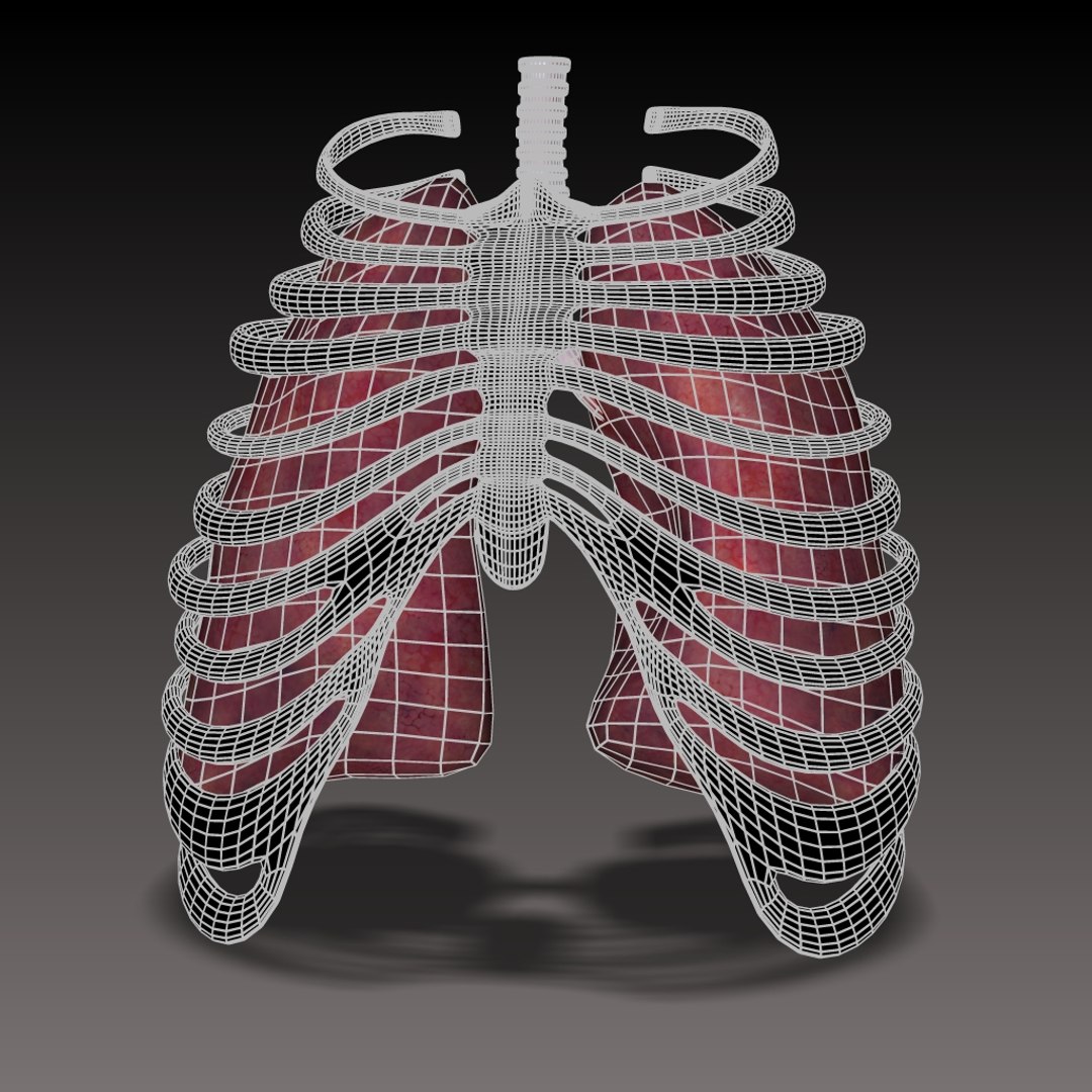 3d human lungs external