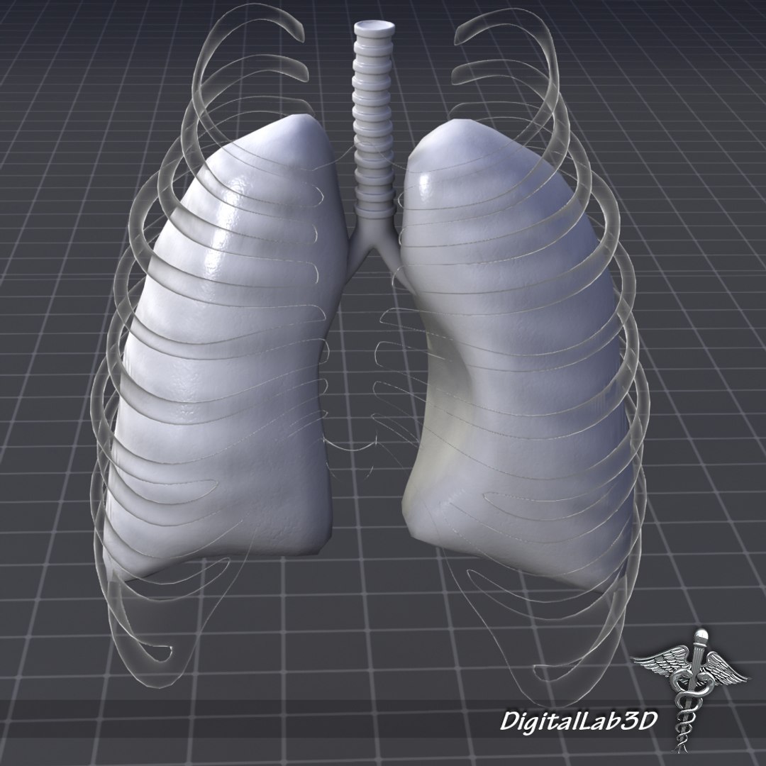 3d human lungs external