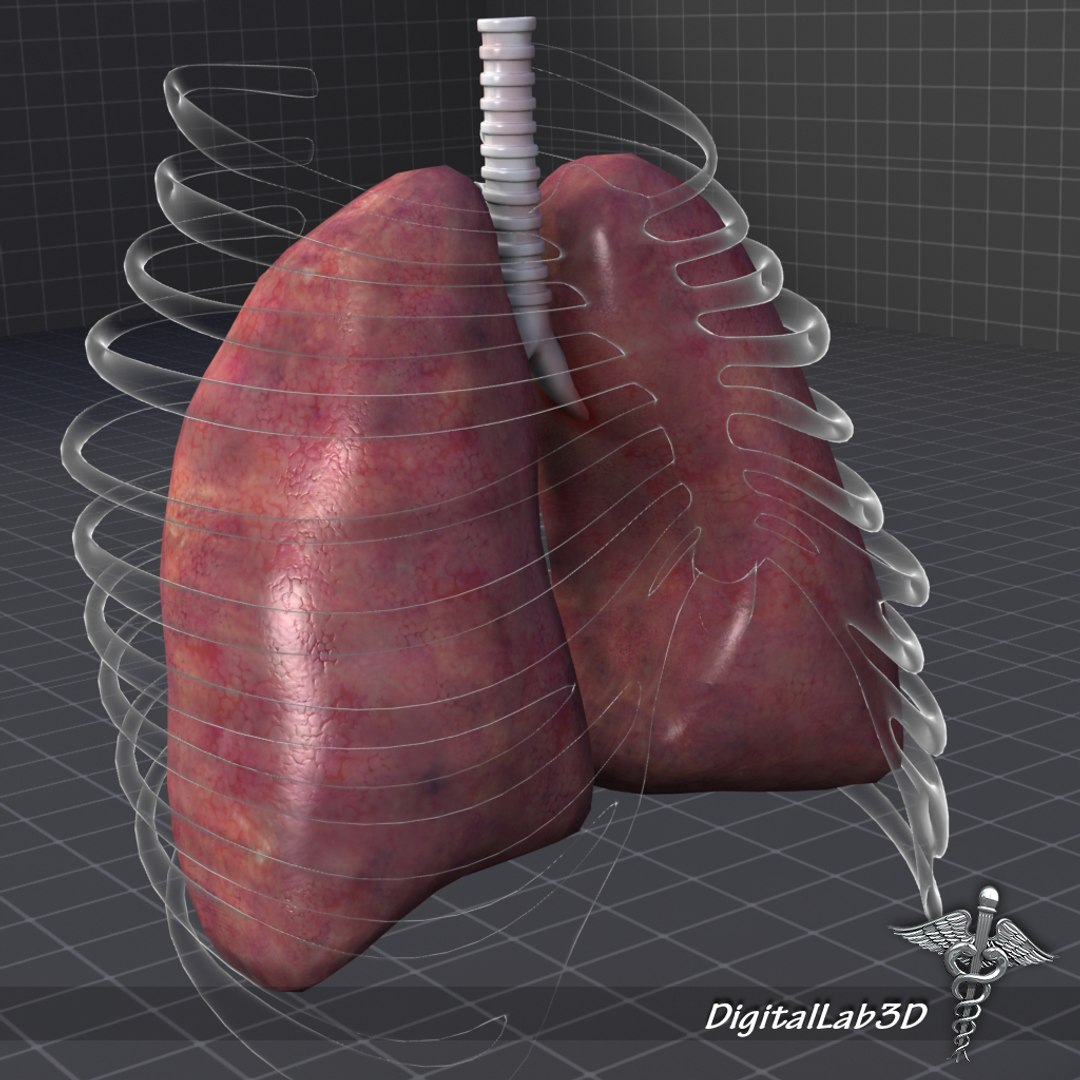 3d human lungs external