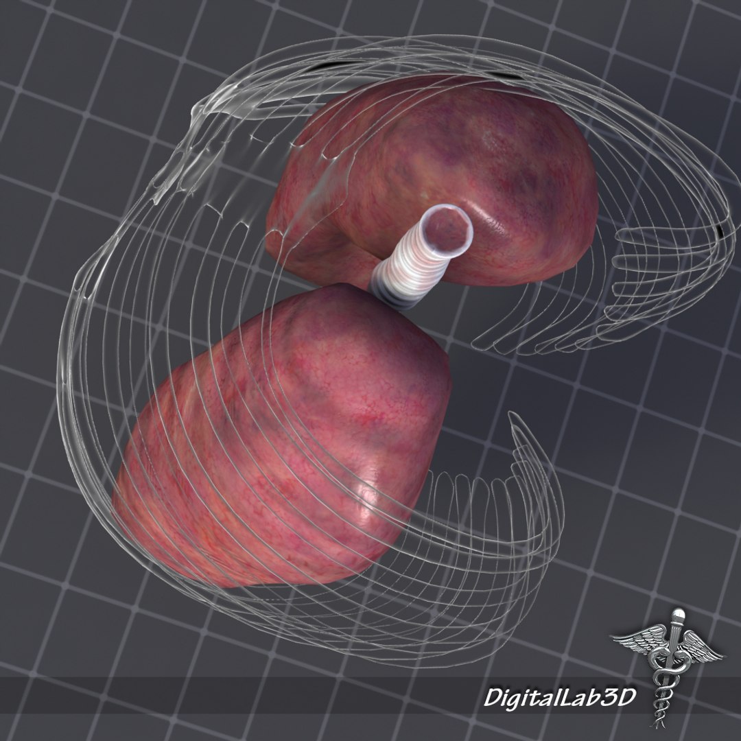 3d human lungs external