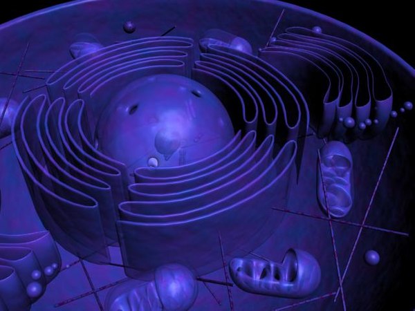 3d cell organelles chromosome