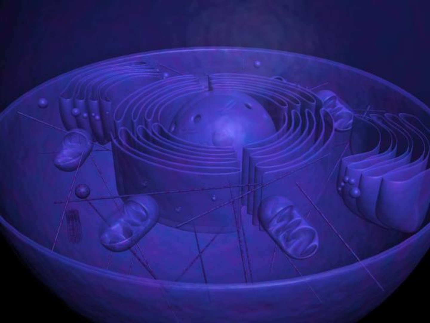 3d Cell Organelles Chromosome