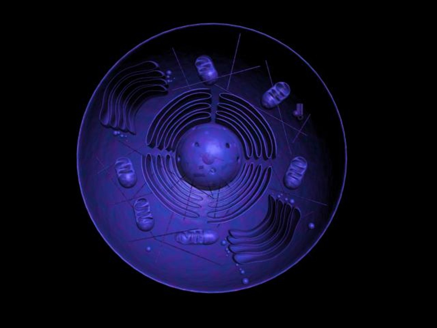 3d Cell Organelles Chromosome