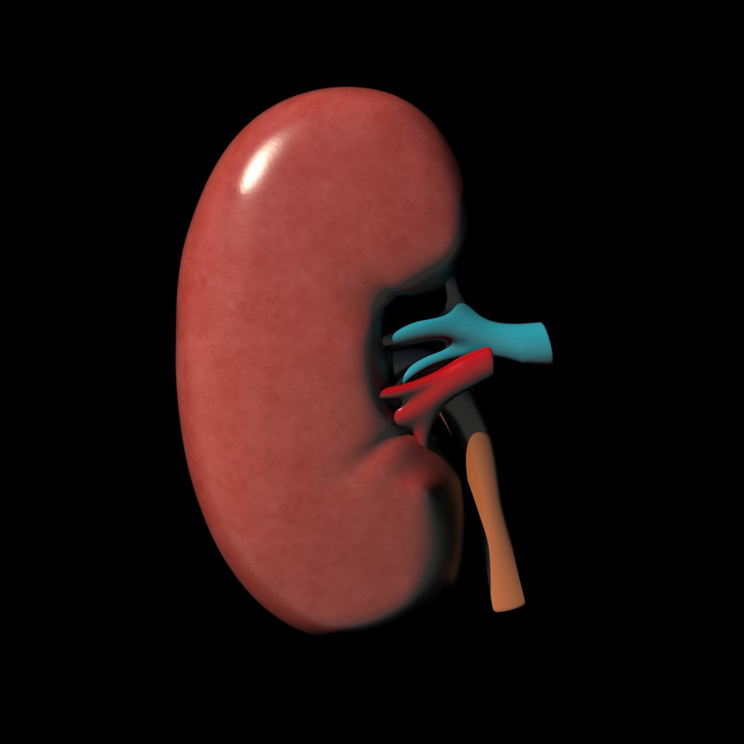 3D Kidney Model - TurboSquid 1164924