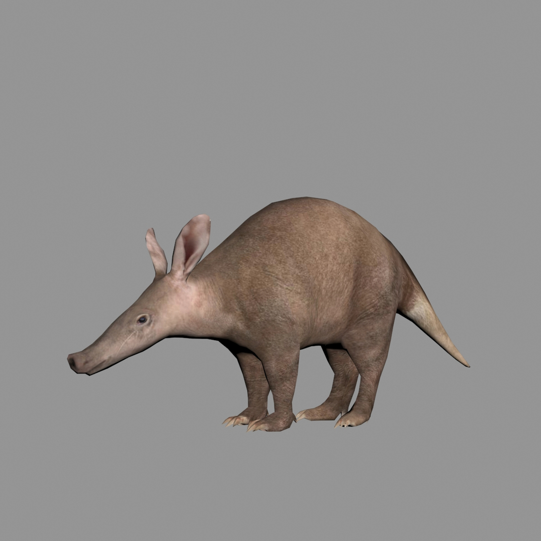 aardvark orycteropus afer max