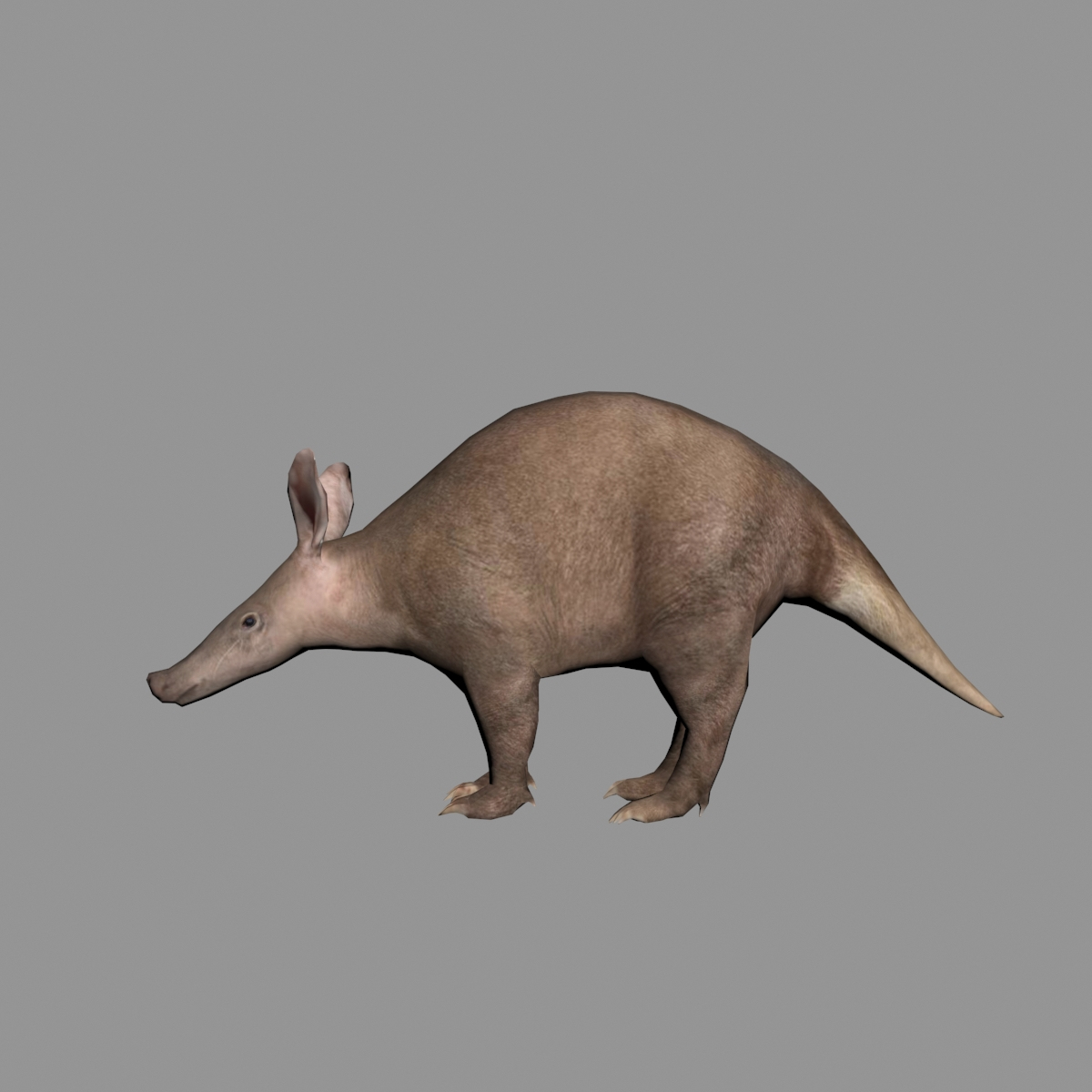 aardvark orycteropus afer max