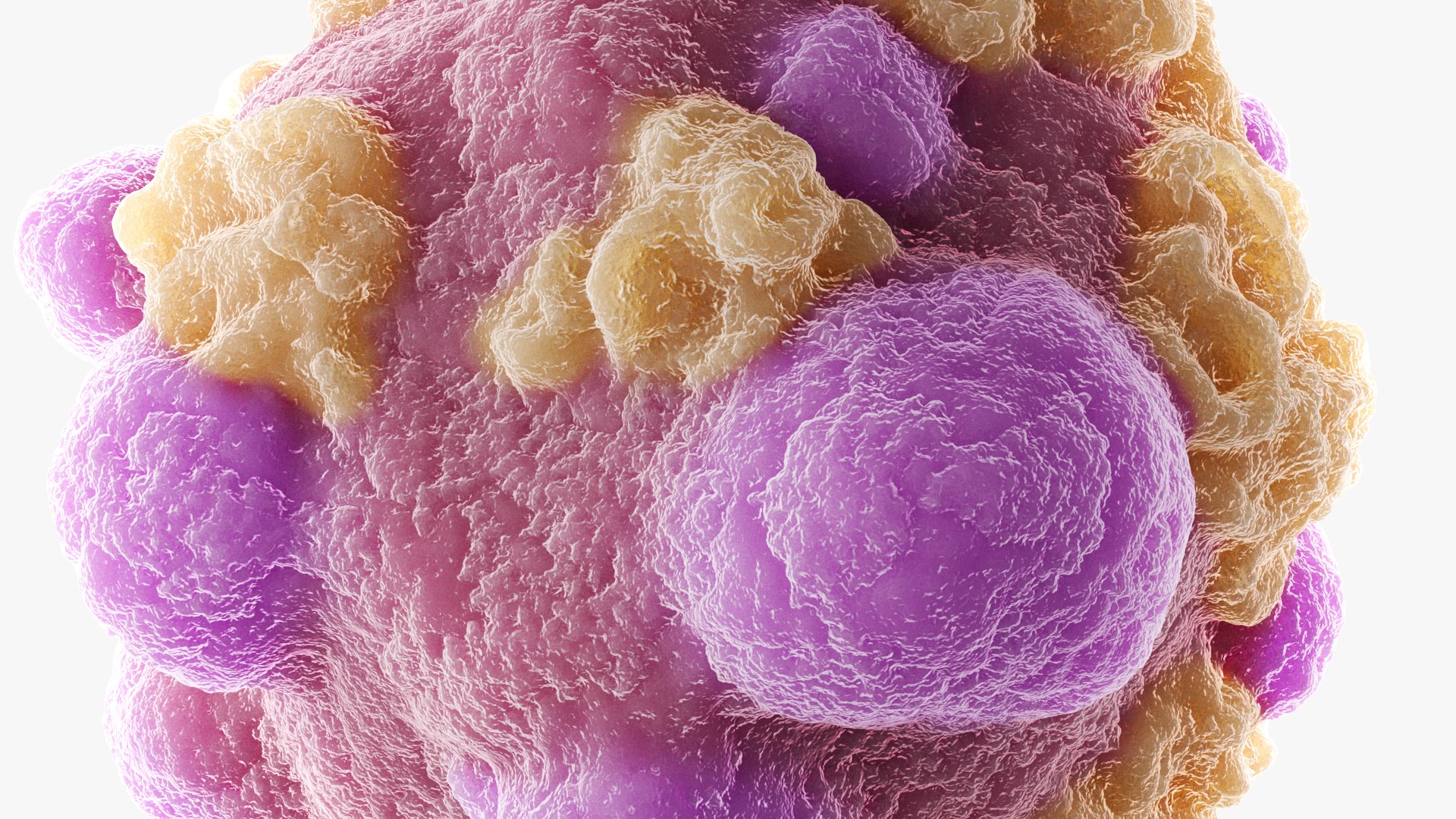 Cell Leukemia 3D Model - TurboSquid 2053461