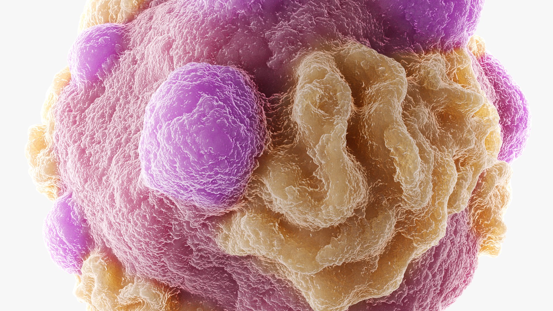 Cell Leukemia 3D Model - TurboSquid 2053461