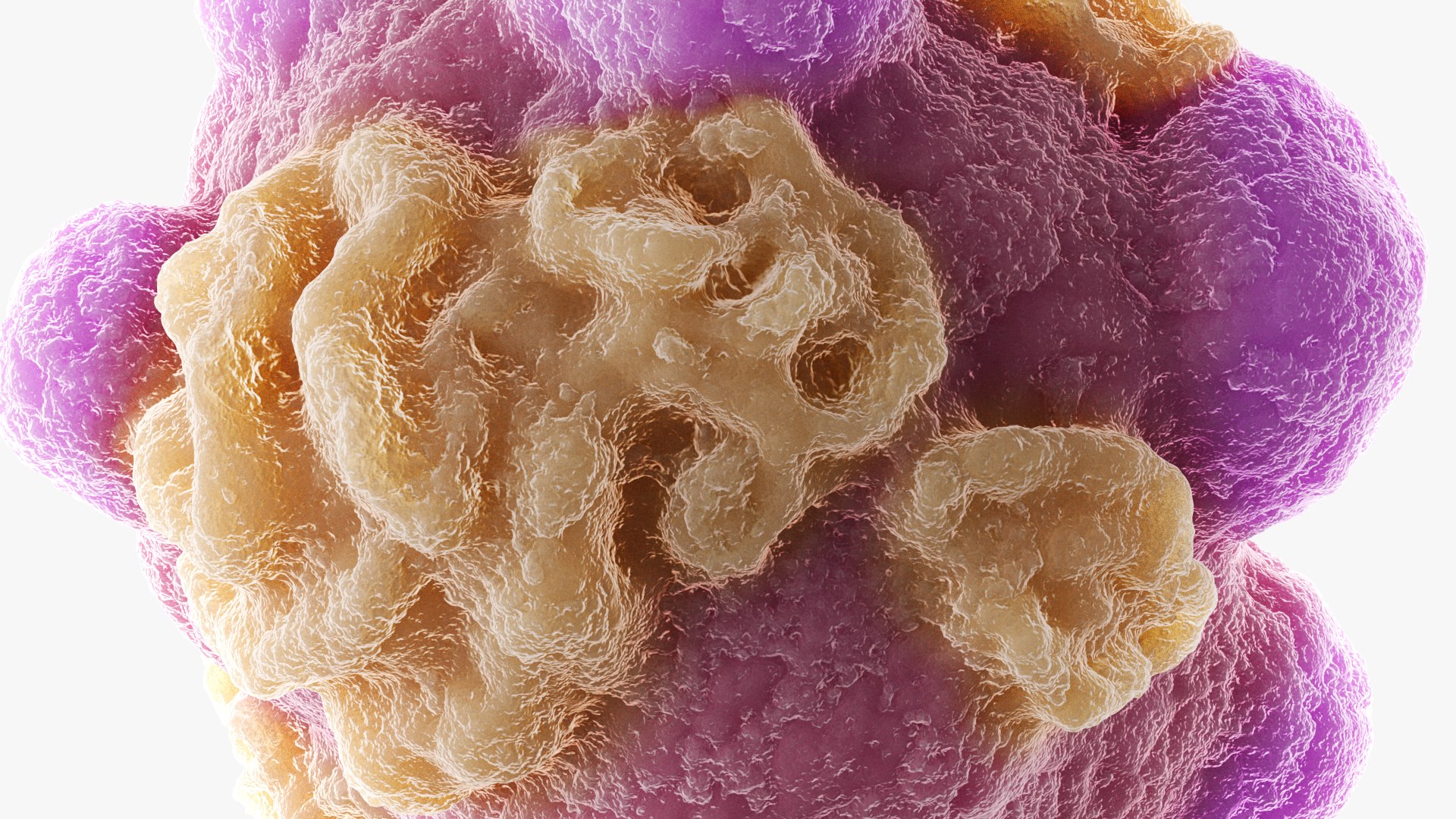 Cell Leukemia 3D Model - TurboSquid 2053461