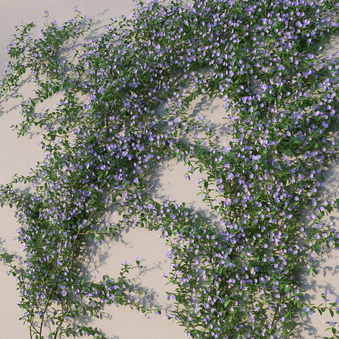 XfrogPlants Lesser Perriwinkle - Vinca Minor Model - TurboSquid 1741647