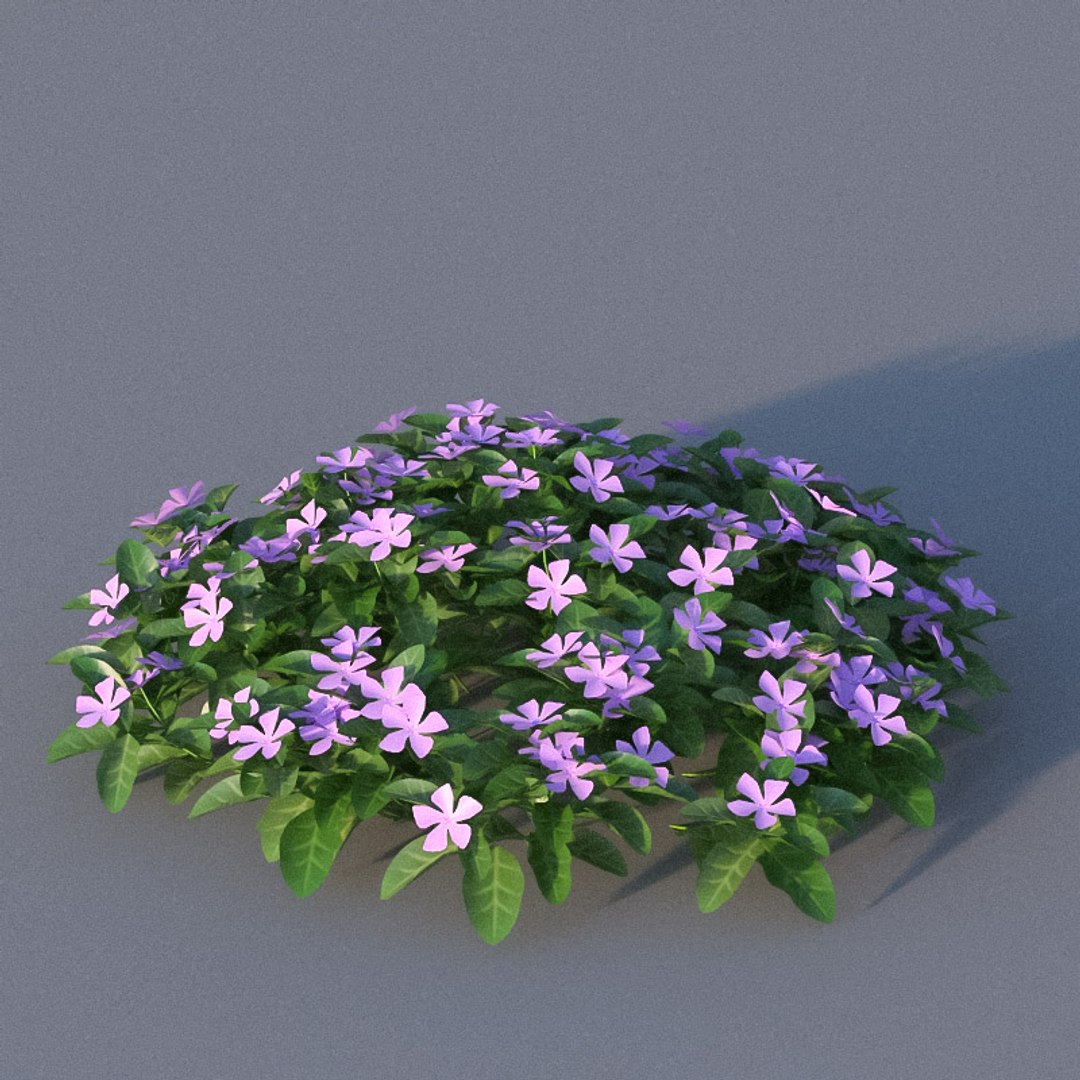 XfrogPlants Lesser Perriwinkle - Vinca Minor Model - TurboSquid 1741647
