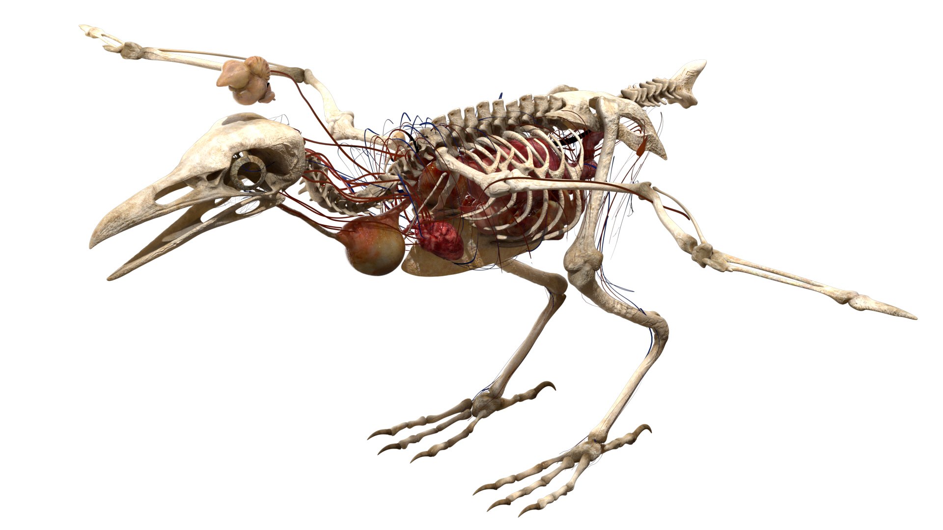 3D model rigging crow anatomy - TurboSquid 1521224