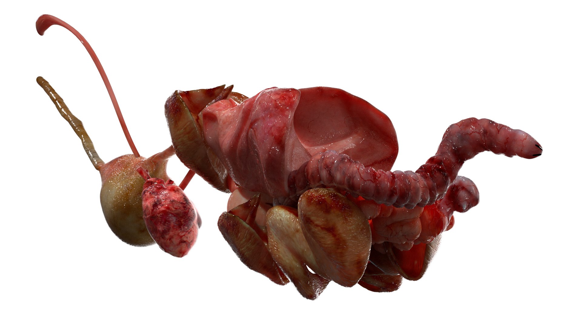 3D Model Rigging Crow Anatomy - TurboSquid 1521224