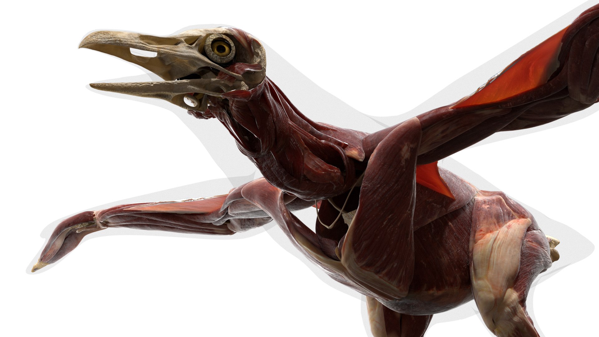 3D model rigging crow anatomy - TurboSquid 1521224