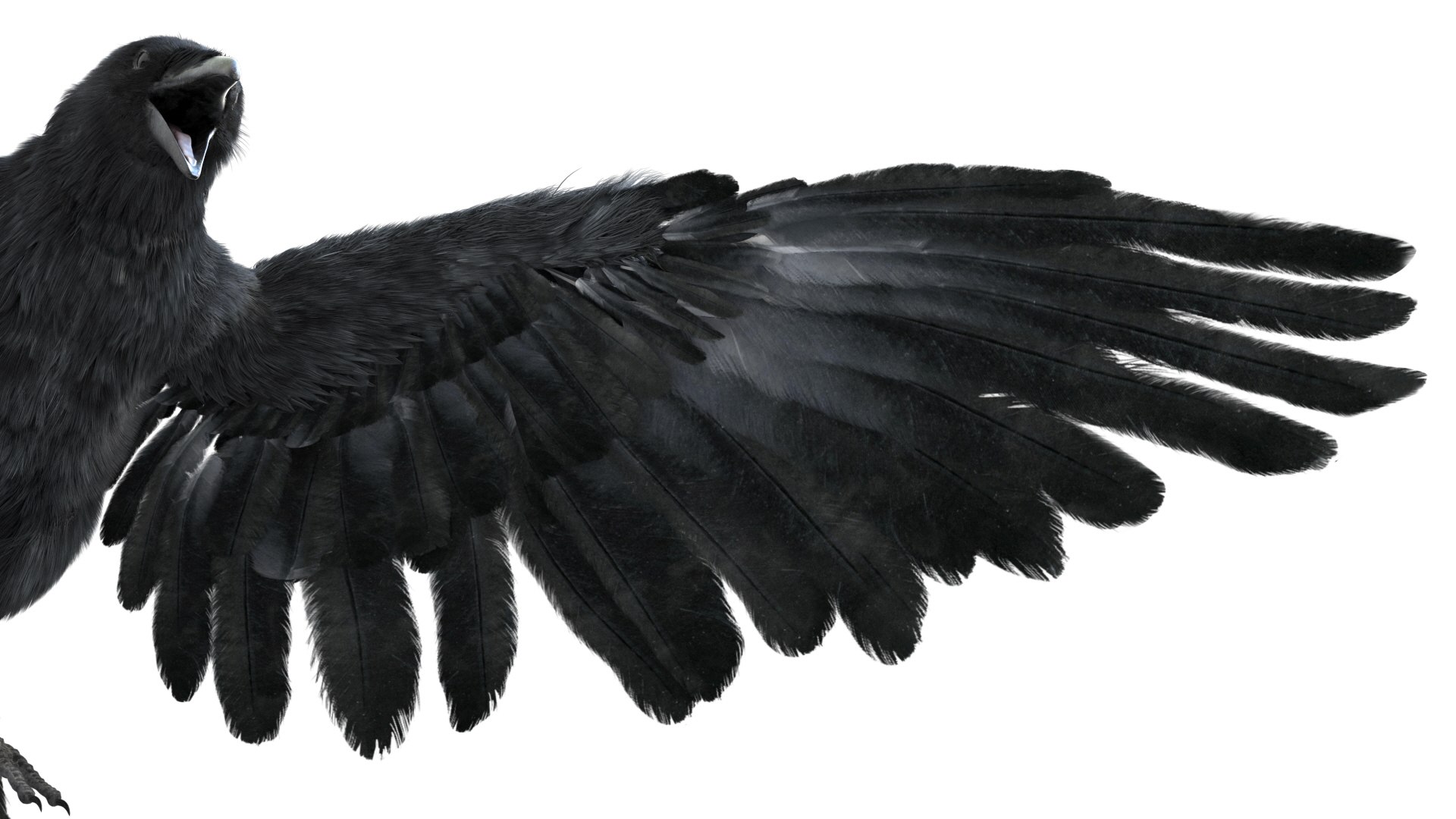 3D model rigging crow anatomy - TurboSquid 1521224