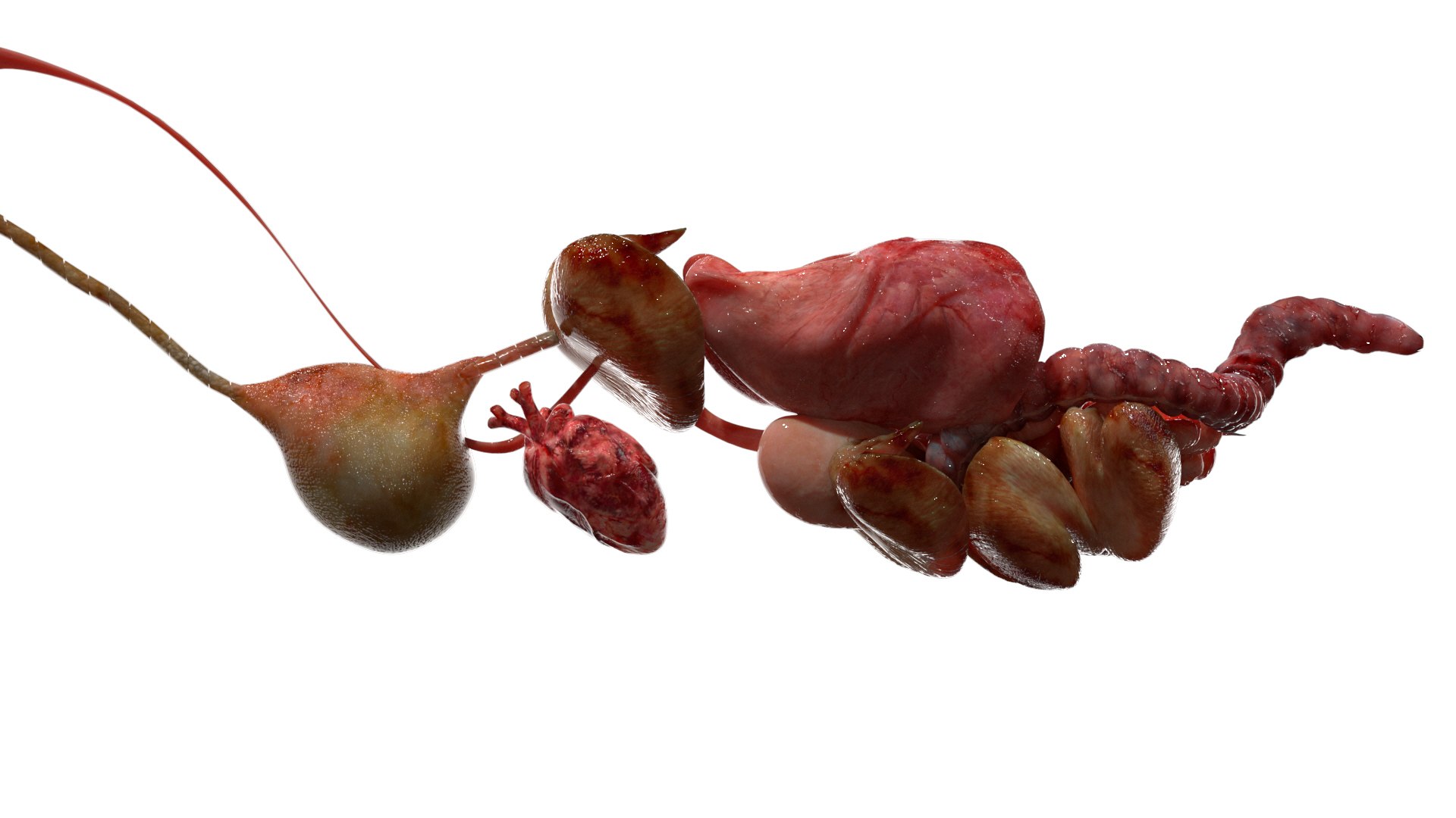 3D Model Rigging Crow Anatomy - TurboSquid 1521224