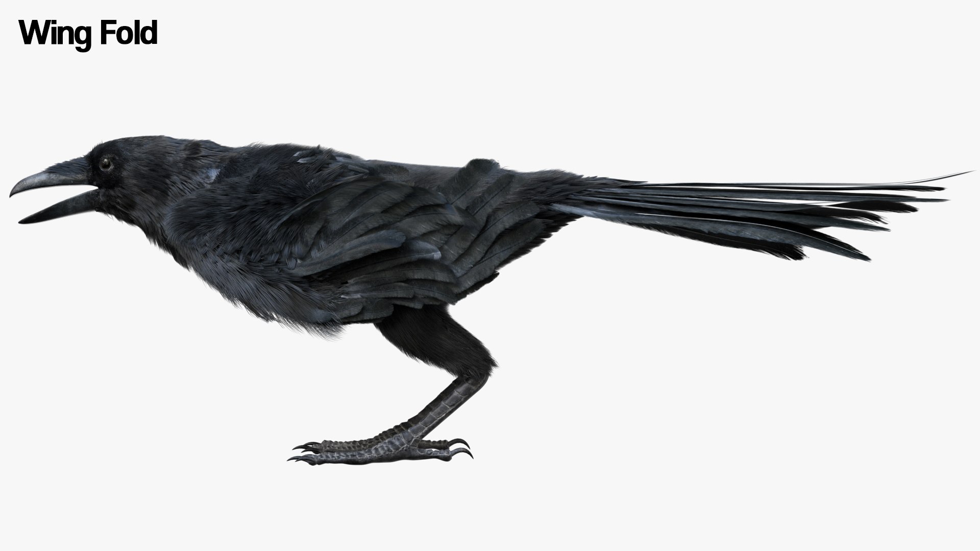 3D Model Rigging Crow Anatomy - TurboSquid 1521224