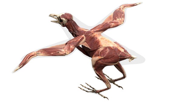 modelo 3d Anatomía de la piel de cuervo - TurboSquid 1521224